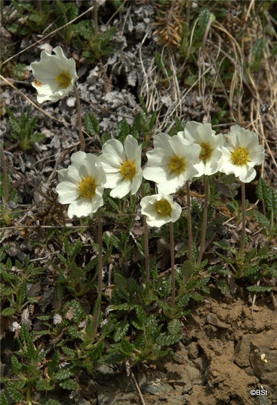 Flóra Íslands | Lystigarður Akureyrar