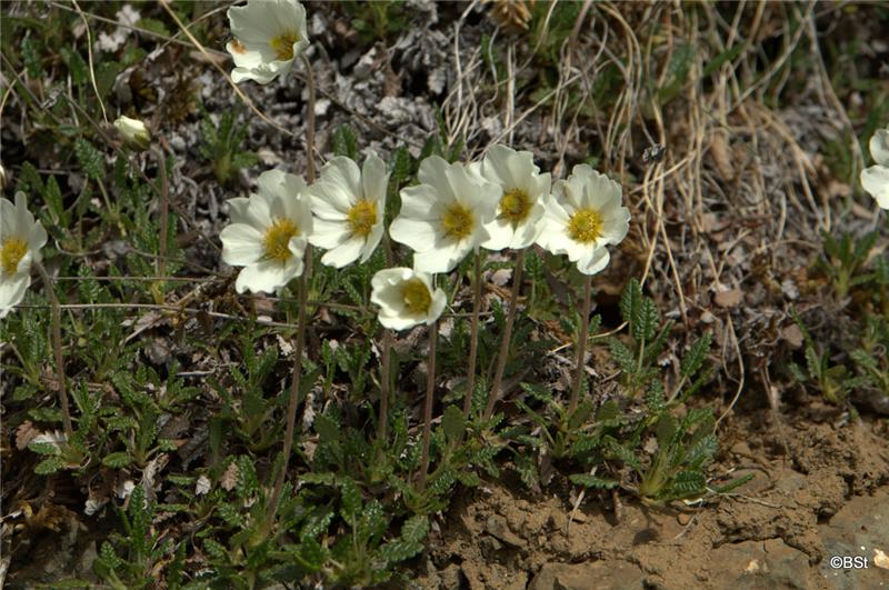 Flóra Íslands | Lystigarður Akureyrar