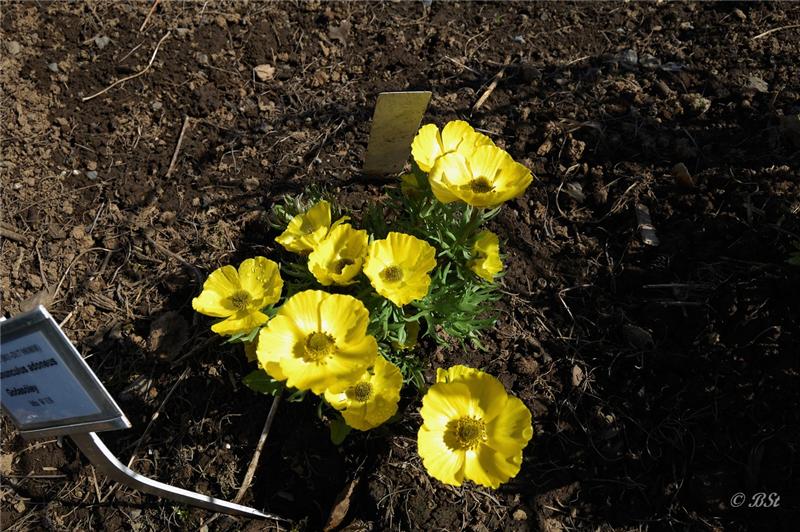 Garðaflóra | Lystigarður Akureyrar