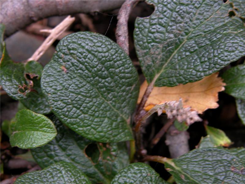 Garðaflóra | Lystigarður Akureyrar