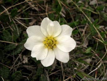 Akureyri Botanic Garden